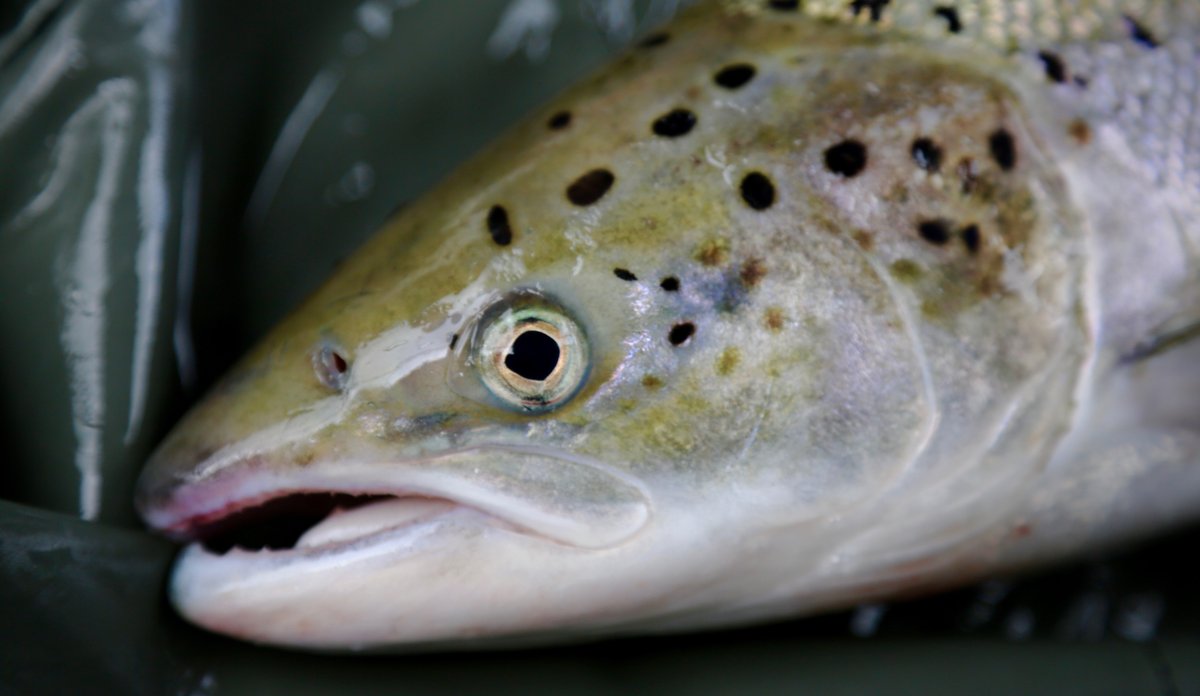 Salmon Atlantic Institute Of Marine Research